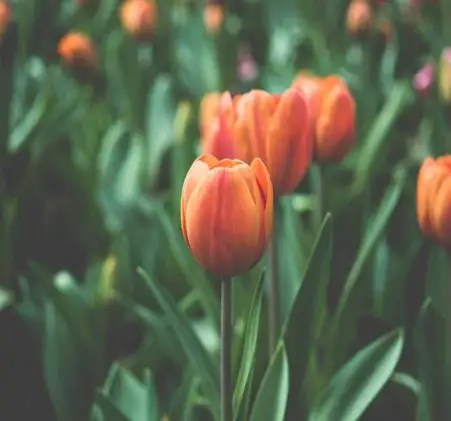 노니 열매의 면역력 증진과 섭취 팁 - Daily Health Pick